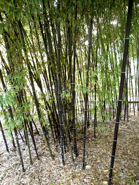 Bambú negro | Project Noah