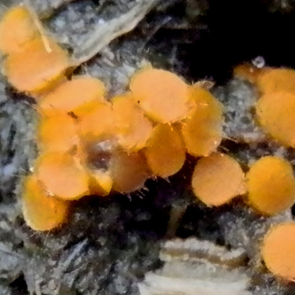 Eyelash Dung-cup | Project Noah