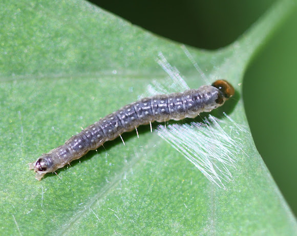grey translucent caterpillar | Project Noah