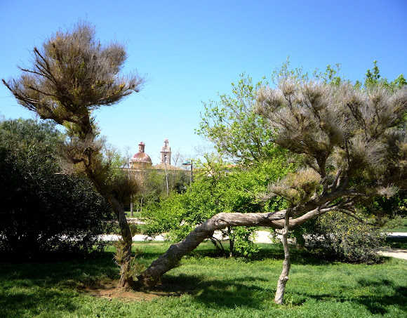 Swamp Paperbark | Project Noah