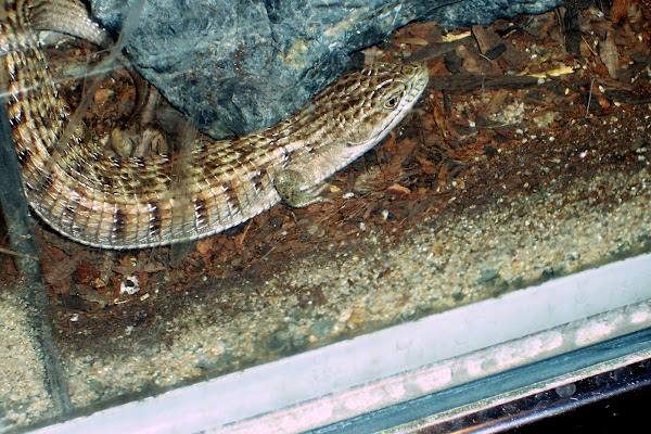 Southern Alligator Lizard | Project Noah