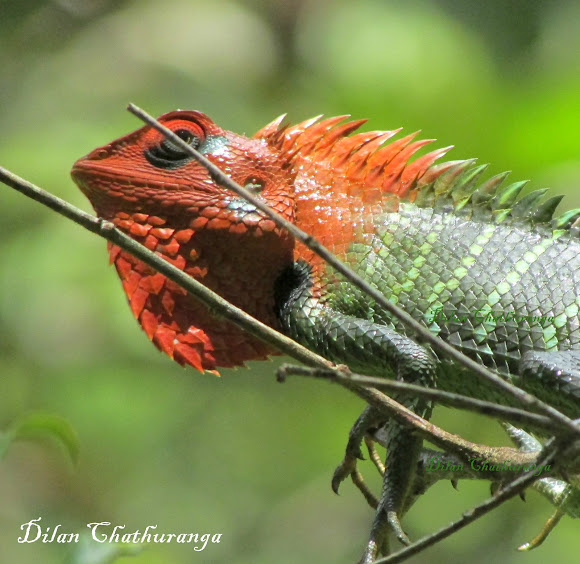 Green Forest Lizard | Project Noah