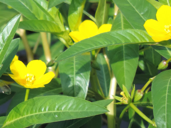 Creeping Water Primrose | Project Noah