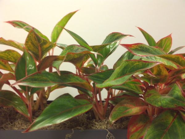 unknown | Project Noah