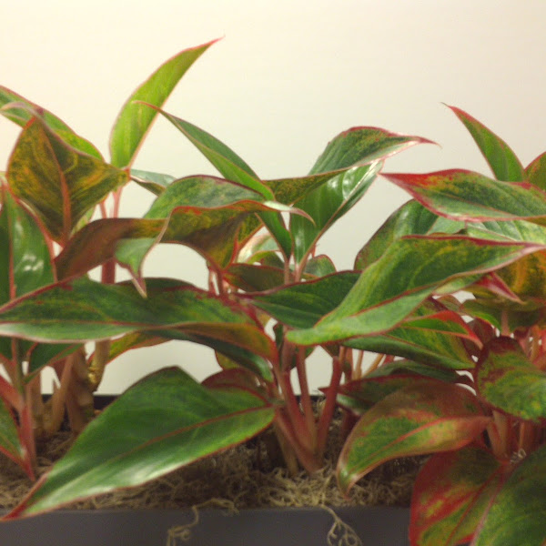 Classroom plants | Project Noah