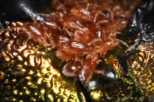 hitchhiker mites | Project Noah