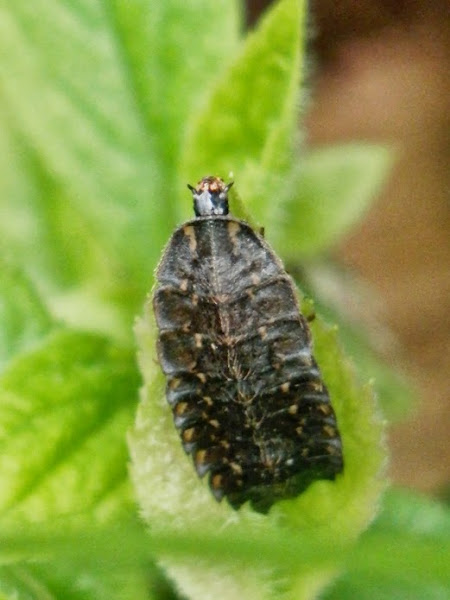 Firefly - nymph | Project Noah