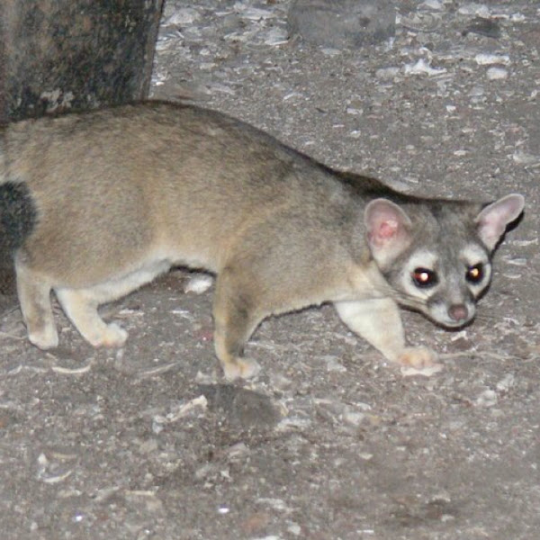 babisuri o cacomixtle | Project Noah