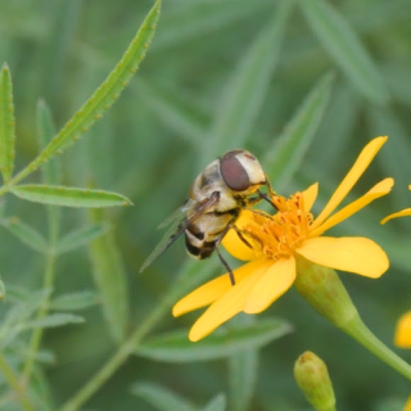 Syrphid Fly | Project Noah