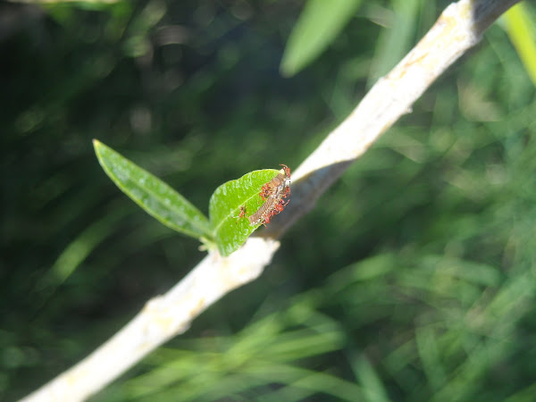 Leaf-footed Stink Bug Nymph | Project Noah