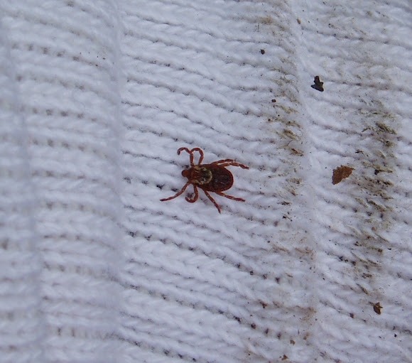 Eastern Wood Tick | Project Noah