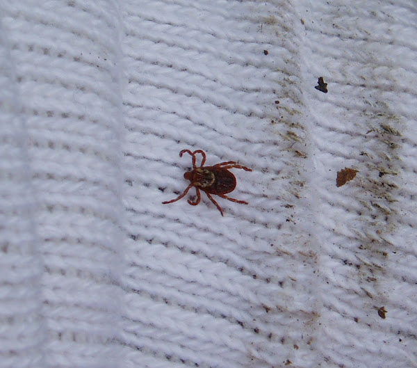 Eastern Wood Tick | Project Noah