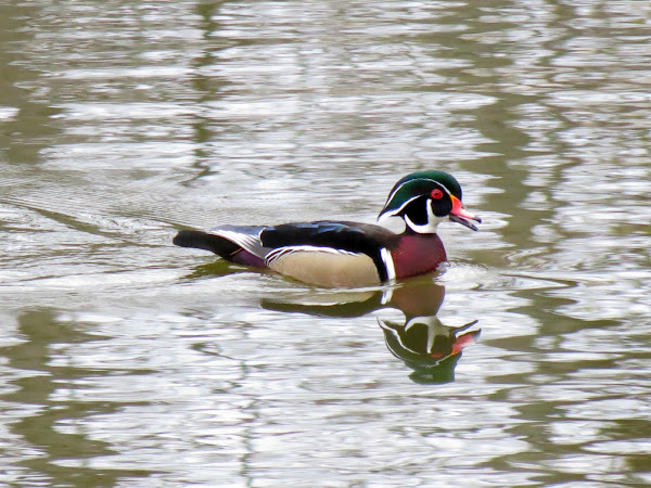 Wood Duck | Project Noah