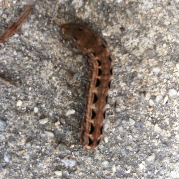 Southern armyworm caterpillar | Project Noah