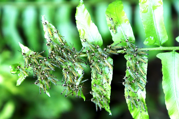 Grasshopper nymph | Project Noah