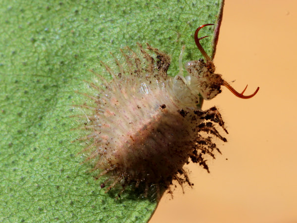 Owlfly (larva) | Project Noah