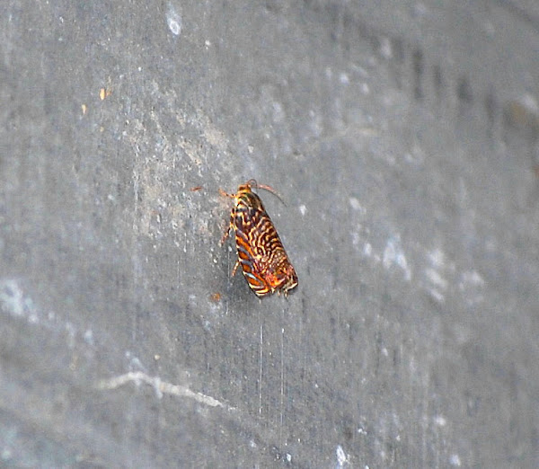 Multi colored small moth | Project Noah