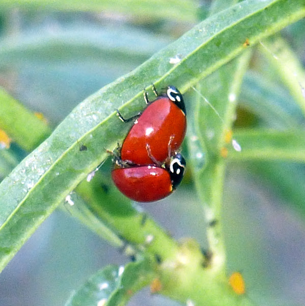 Spotless Lady Bug | Project Noah