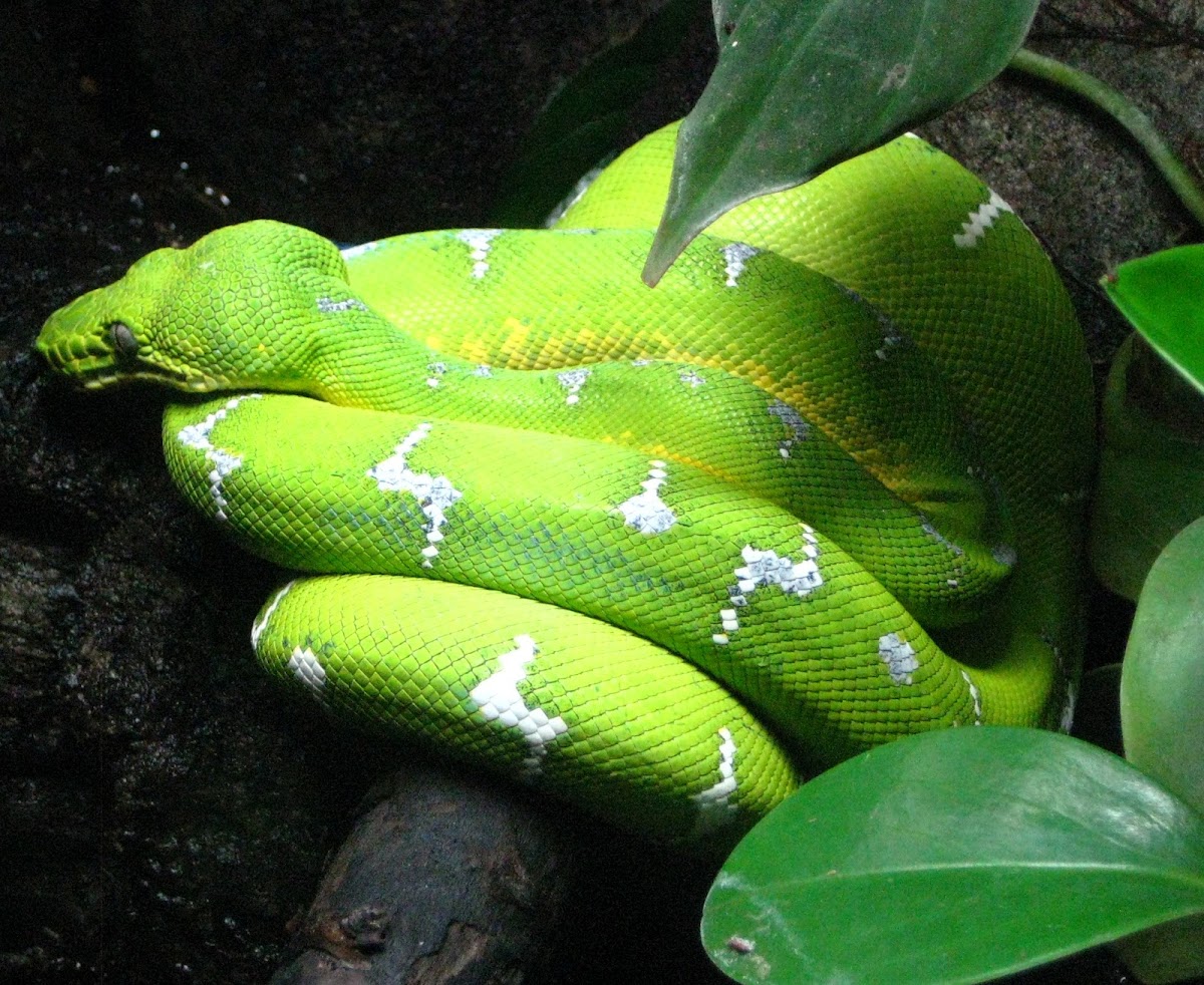 Emerald Tree Boa | Project Noah