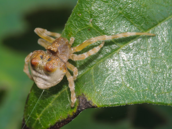 Bolas spider | Project Noah