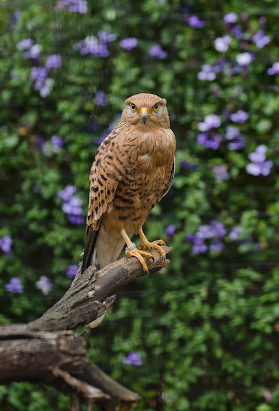White-eyed Kestrel | Project Noah