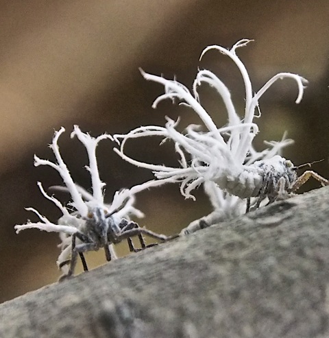 Malagasy Flatid Bug | Project Noah