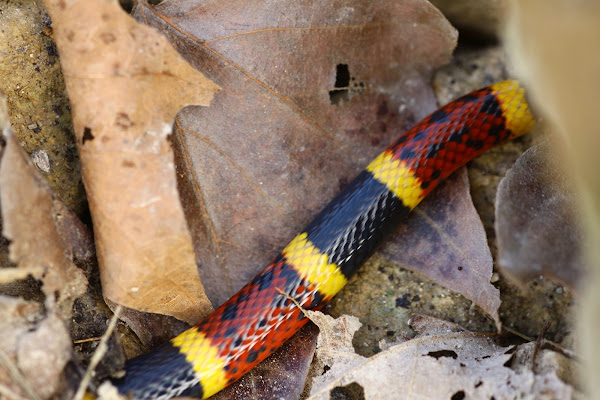 Texas Coral Snake | Project Noah