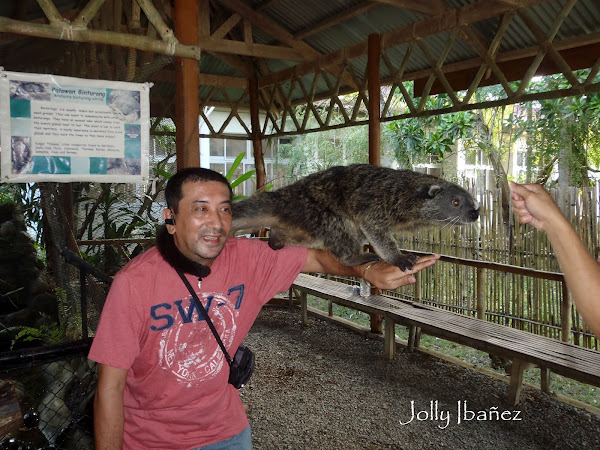 Palawan Bear Cat (Binturong) | Project Noah
