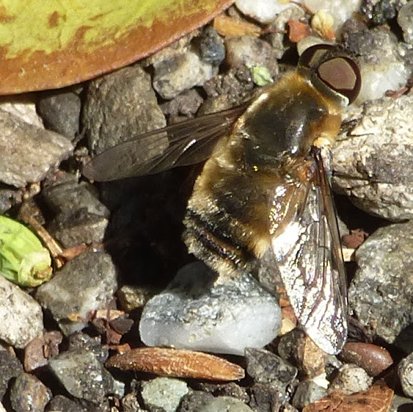 Bee Fly | Project Noah