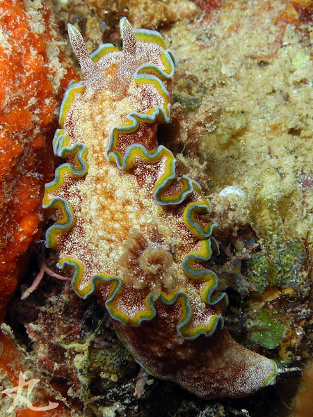 Girdled Glossodoris | Project Noah