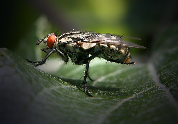 Musca | Project Noah