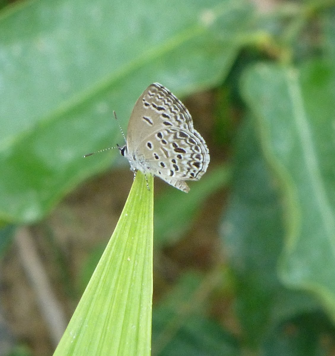 Common Hedge Blue | Project Noah