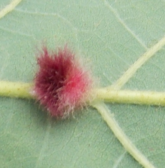 Oak Leaf Gall | Project Noah