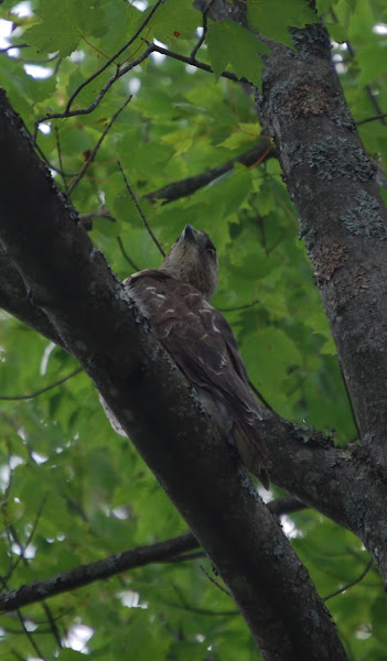 Red tailed hawk | Project Noah