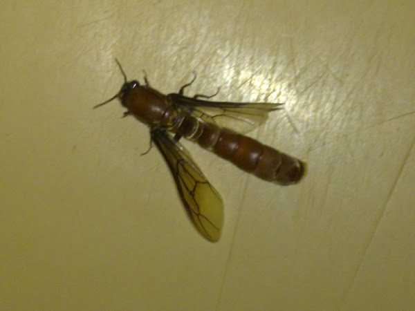 Red Driver Ant (Male) | Project Noah