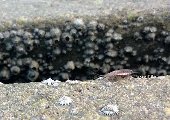 Rock louse | Project Noah