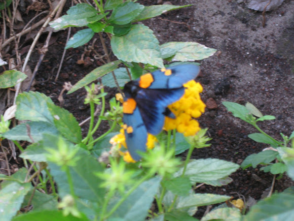 African Peach Moth | Project Noah