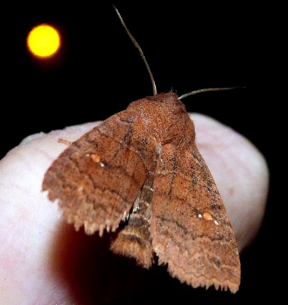 Straight-Toothed Sallow Moth | Project Noah