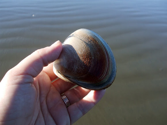 Storm Clam | Project Noah