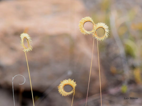 Grass | Project Noah