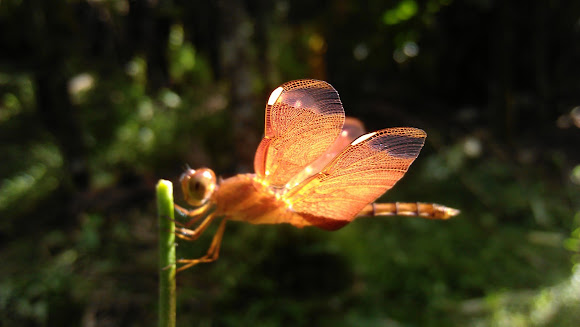 Flame Skimmer | Project Noah