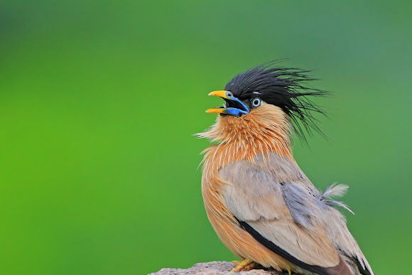 brahminy starling | Project Noah