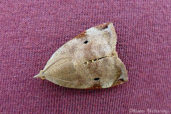 Teak defoliator | Project Noah