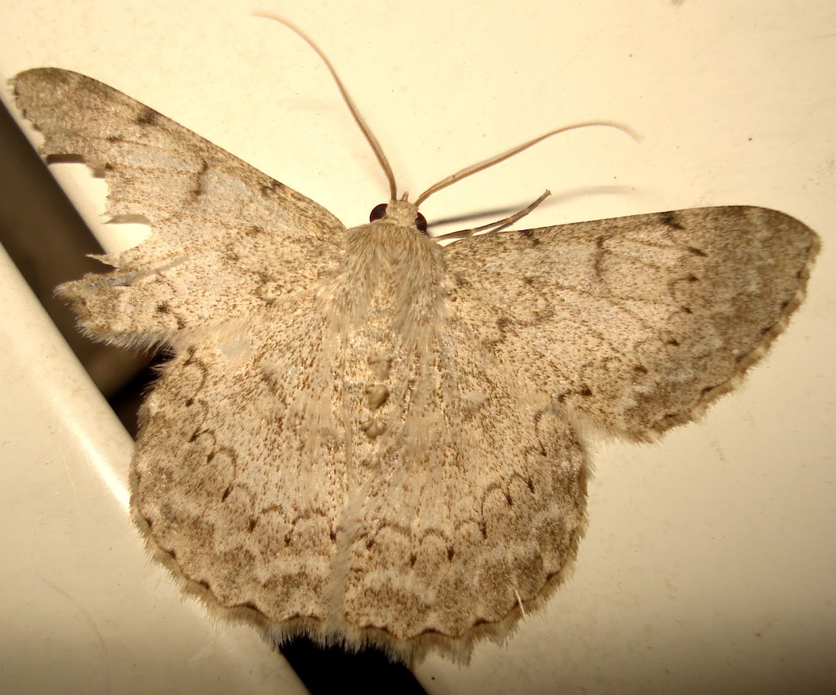 Looper Moth | Project Noah