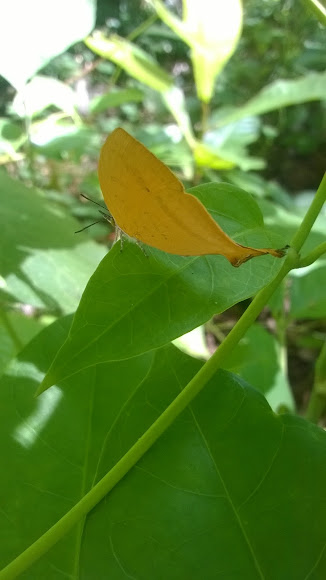 yamfly | Project Noah