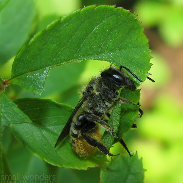 Leafcutter Bee Nesting | Project Noah
