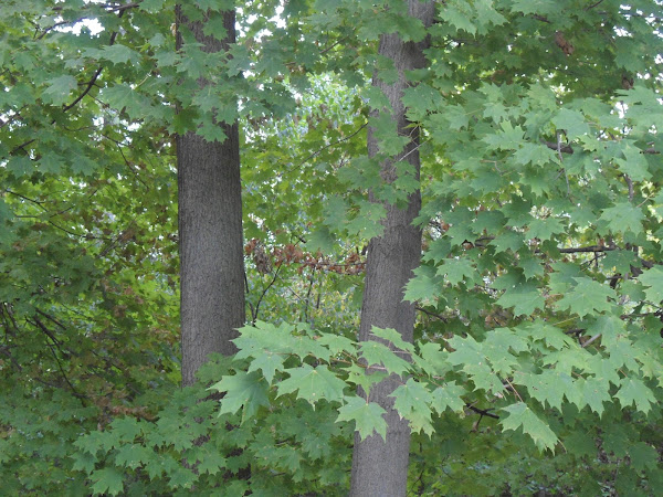 Sycamore Tree | Project Noah