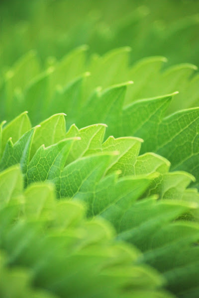 Honey shrub (foliage) | Project Noah