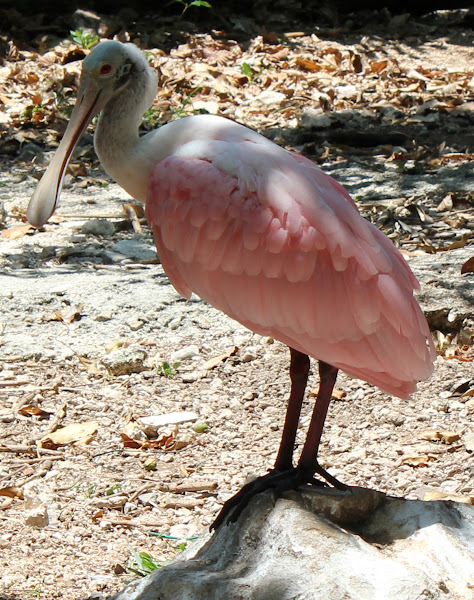 Roseate Spoonbill | Project Noah