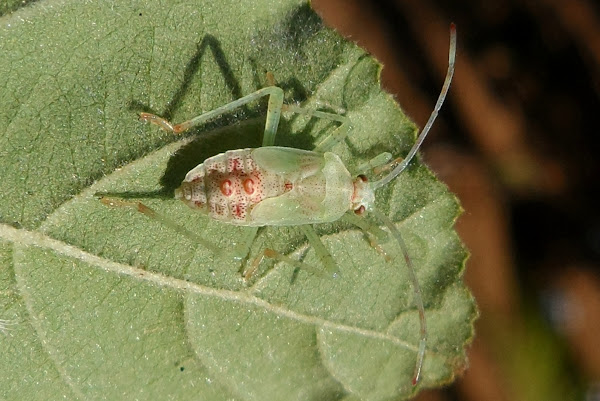 Nymph (Leaf-footed Bug - Pós-ecdise ) | Project Noah